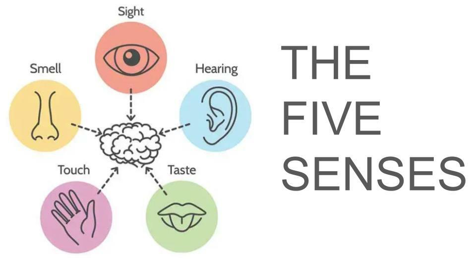 YOUTUBE FIVE SENSES. Ficha interactiva | TopWorksheets