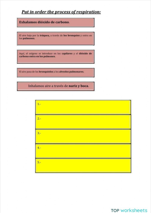 The process of respiration. Interactive worksheet | TopWorksheets