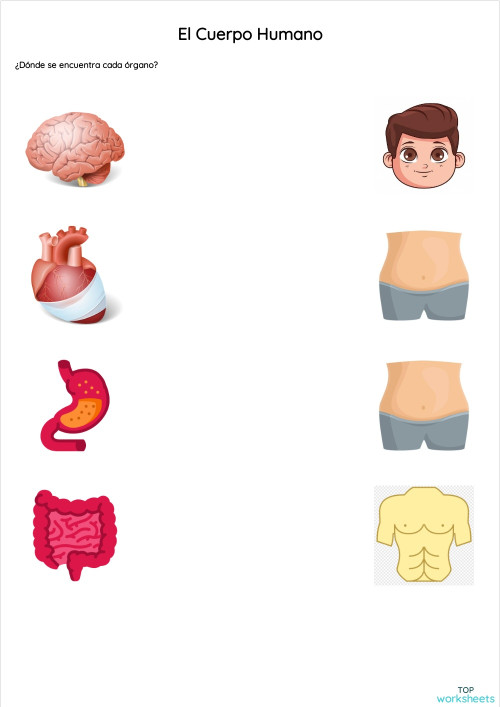 El Cuerpo Humano. Ficha interactiva | TopWorksheets