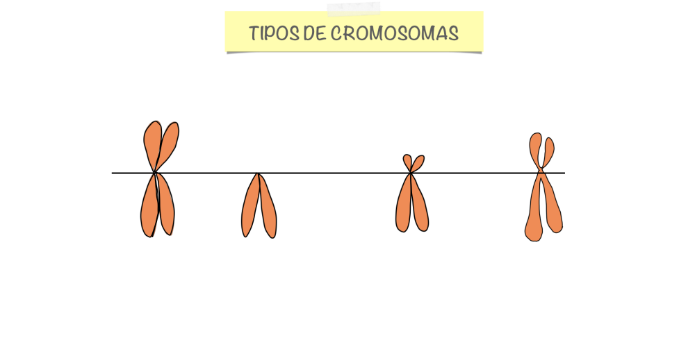 Cromosomas. Ficha interactiva | TopWorksheets