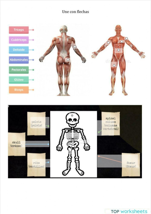 Locomotor system. Interactive worksheet | TopWorksheets