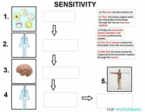 Process of sensitivity. Interactive worksheet | TopWorksheets
