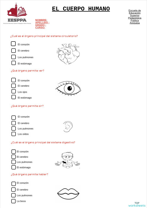 EL CUERPO HUMANO. Ficha interactiva | TopWorksheets