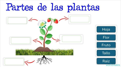 PARTES DE LAS PLANTAS. Ficha interactiva | TopWorksheets