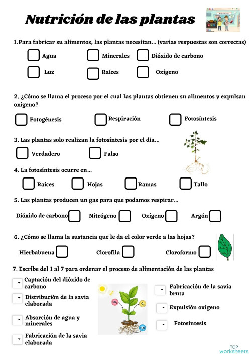 Nutrición de las plantas. Ficha interactiva | TopWorksheets