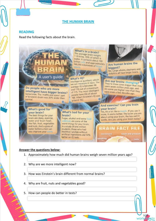 The Human Brain. Interactive worksheet | TopWorksheets