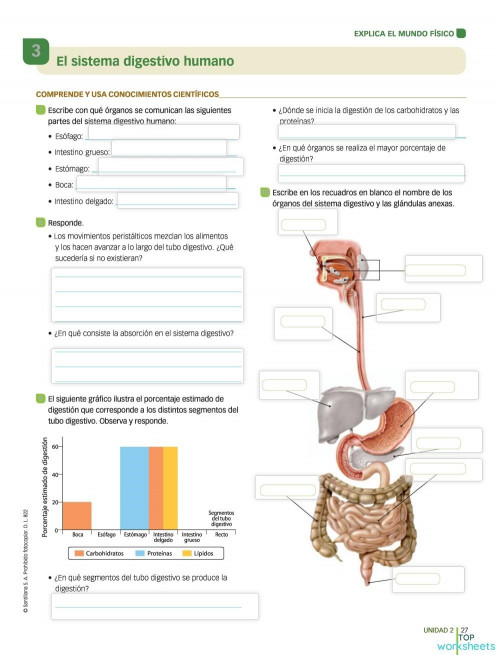 SISTEMA DIGESTIVO HUMANO. Ficha interactiva | TopWorksheets