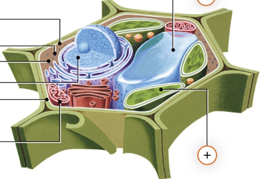 Identificación partes en las células eucariota. Ficha interactiva ...