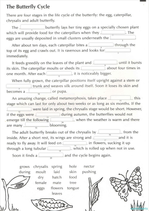 5. The Butterfly Cycle. Interactive worksheet | TopWorksheets