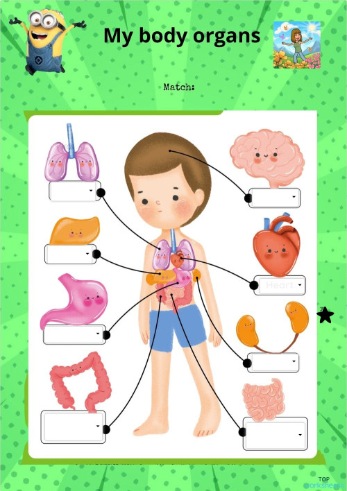 My body organs. Interactive worksheet | TopWorksheets
