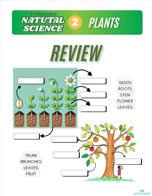 PLANTS NATURAL SCIENCE. Ficha interactiva | TopWorksheets
