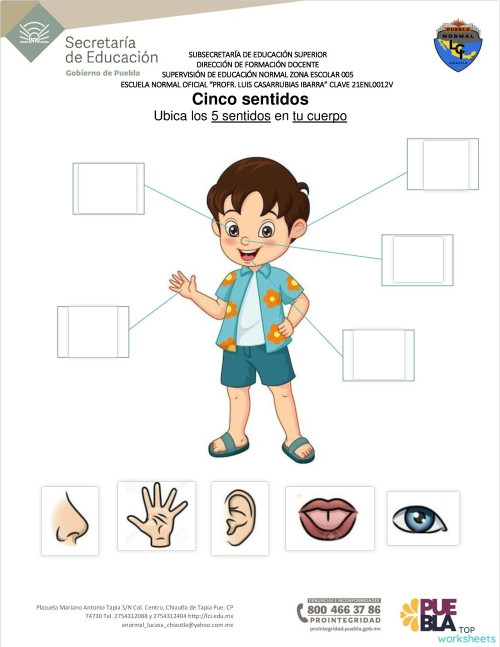 Ubica los 5 sentidos en tu cuerpo. Ficha interactiva | TopWorksheets
