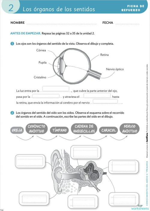 Órganos de los sentidos.. Ficha interactiva | TopWorksheets