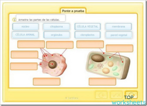 la celula. Ficha interactiva | TopWorksheets