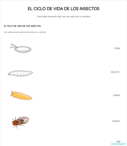 EL CICLO DE VIDA DE LOS INSECTOS. Ficha interactiva | TopWorksheets