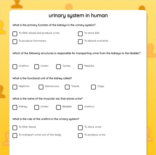 urinary system in human. Interactive worksheet | TopWorksheets