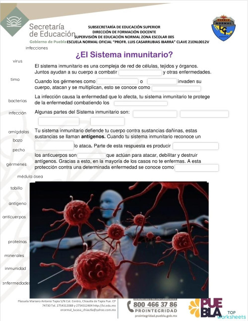 ¿El sistema inmunitario?. Ficha interactiva | TopWorksheets