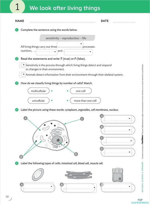 Parts of leaf. Interactive worksheet | TopWorksheets