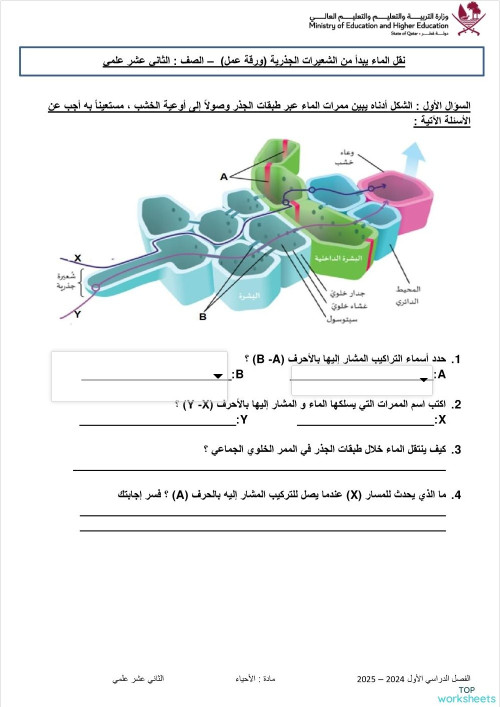 Biology lesson 3. ورقة عمل تفاعلية | TopWorksheets