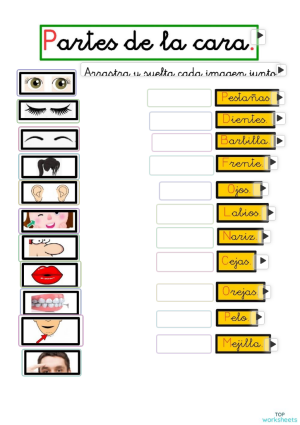 Partes de la cara. Ficha interactiva | TopWorksheets