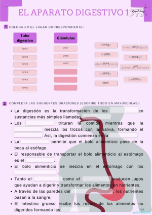Aprendamos sobre el aparato digestivo. Ficha interactiva | TopWorksheets
