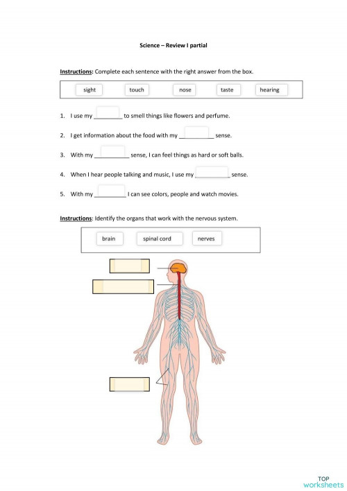 Review - Science 3 grade. Interactive worksheet | TopWorksheets