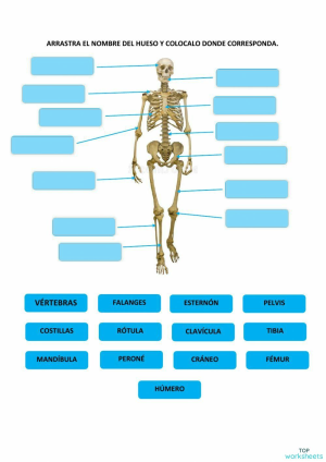 Huesos Del Cuerpo Humano Ficha Interactiva Y Descargable Puedes Hacer
