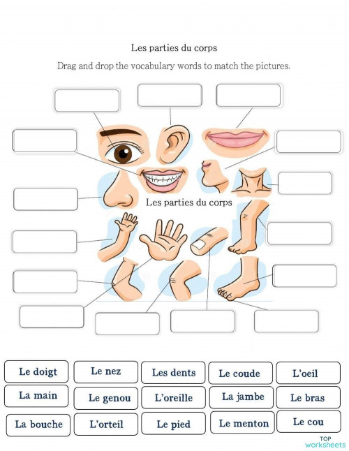 Les parties du corps. Fiche interactive | TopWorksheets