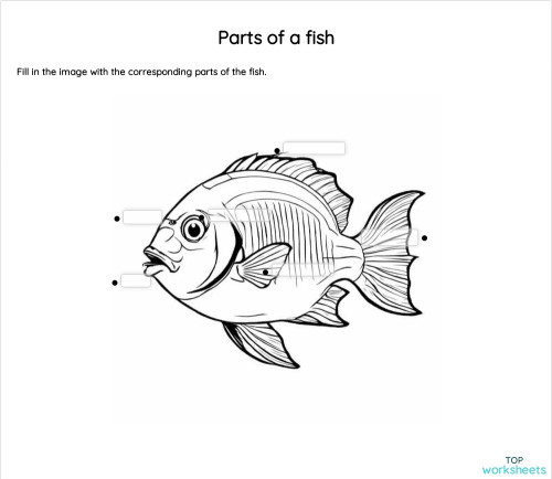 Parts of a fish. Interactive worksheet | TopWorksheets