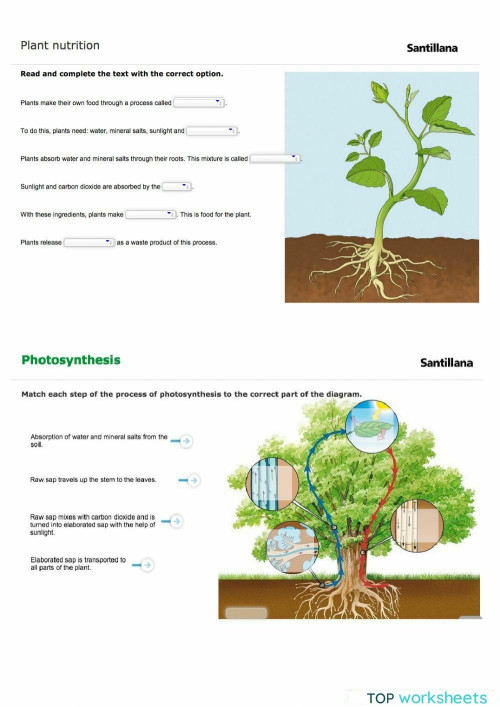 Photosynthesis. Interactive worksheet | TopWorksheets