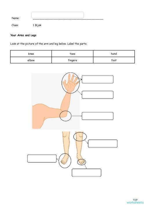 Week 3: Hands and Feet. Interactive worksheet | TopWorksheets
