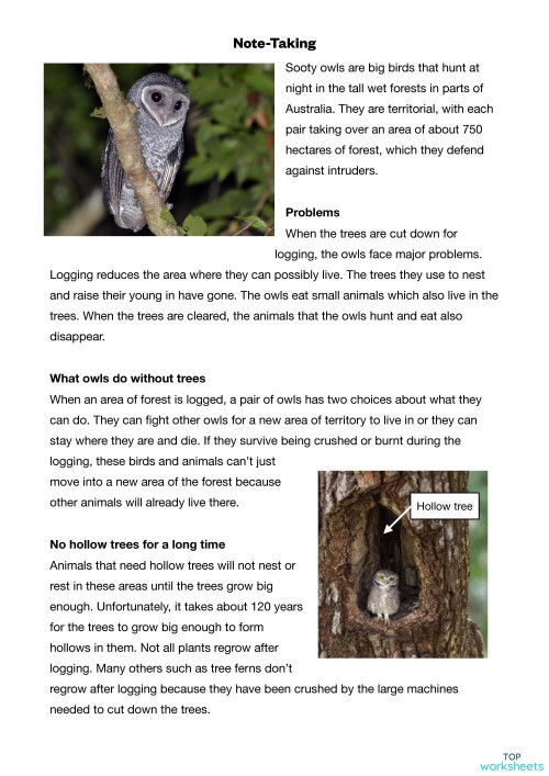 Note-Taking: Sooty Owls. Interactive worksheet | TopWorksheets