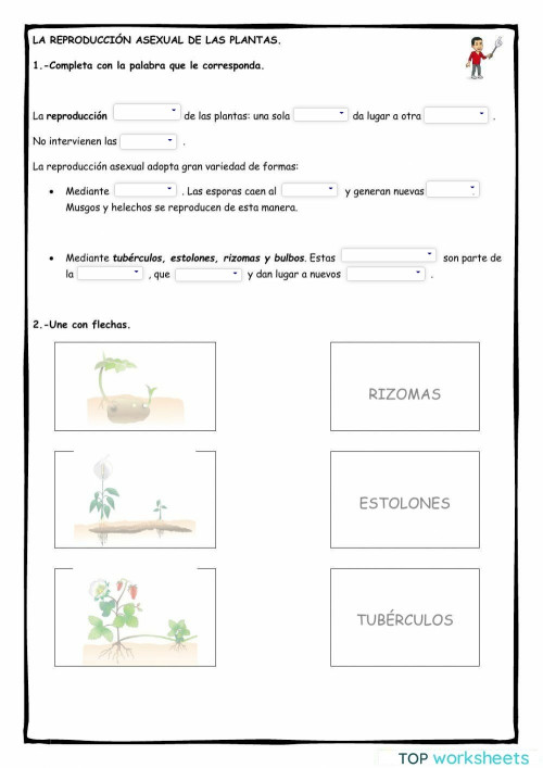 La reproducción asexual de las plantas. Ficha interactiva | TopWorksheets