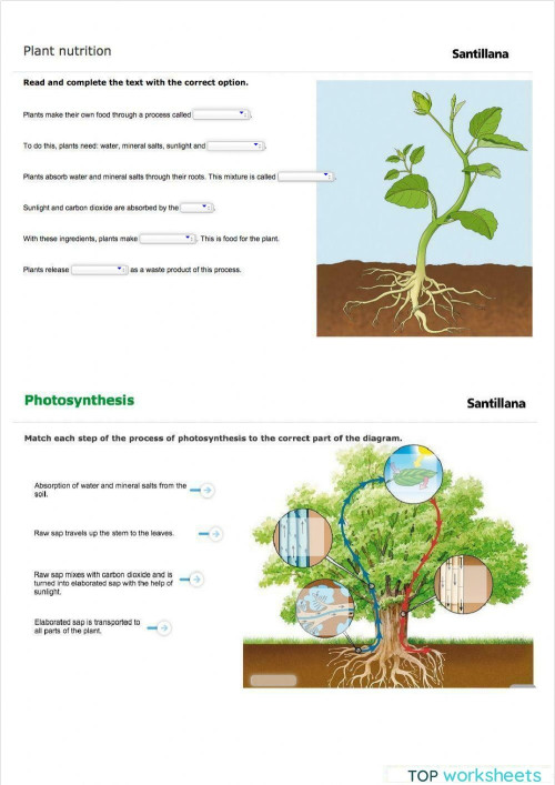 Photosynthesis. Interactive worksheet | TopWorksheets