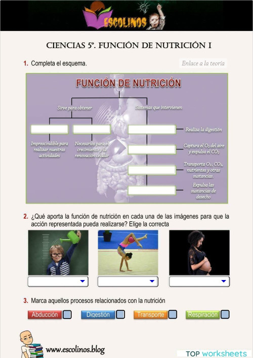 Ciencias 5º. Función de Nutrición I. Ficha interactiva | TopWorksheets
