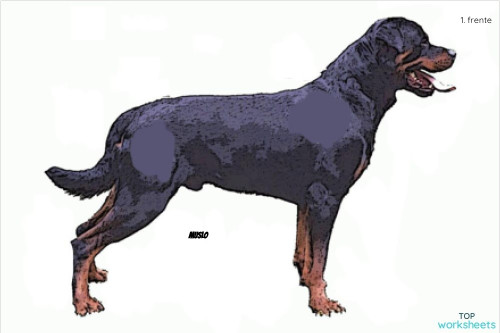 PARTES DEL PERRO. Ficha interactiva | TopWorksheets