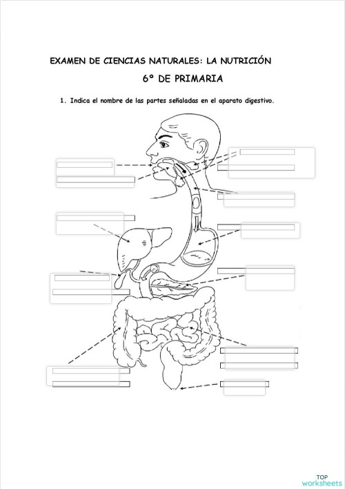 LA NUTRICIÓN. Ficha interactiva | TopWorksheets