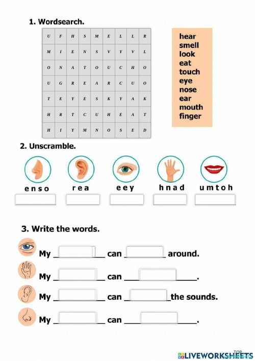 Science - five senses done. Interactive worksheet | TopWorksheets