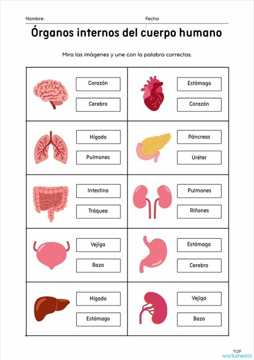 Músculos Del Cuerpo Humano Ficha Interactiva Topworksheets