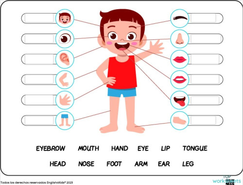 BODY PARTS. Ficha interactiva | TopWorksheets