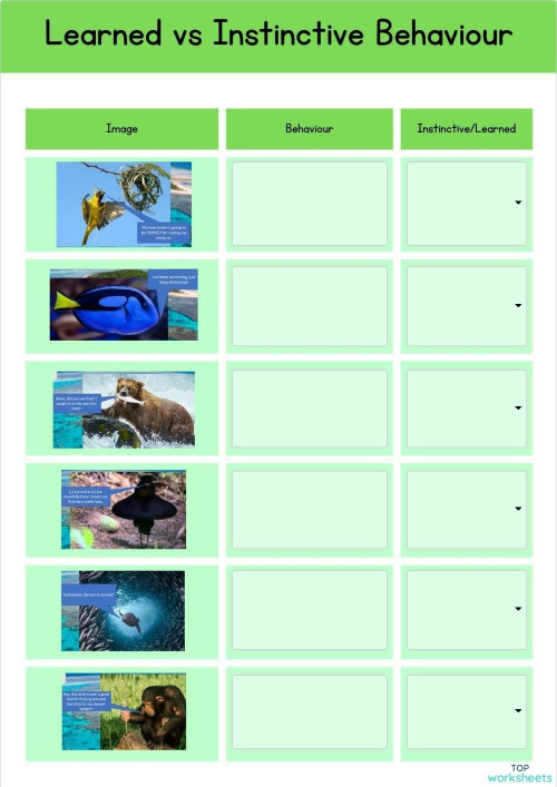 Reproductive Anatomy of the Mare. Interactive worksheet | TopWorksheets
