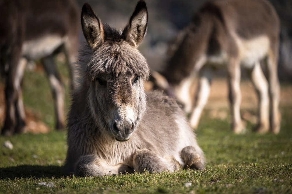 Farm Animals. Interactive worksheet | TopWorksheets
