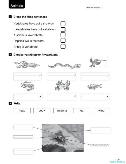 Ficha revisión Animals Unit 3 Natural Science 2º. Interactive worksheet | TopWorksheets