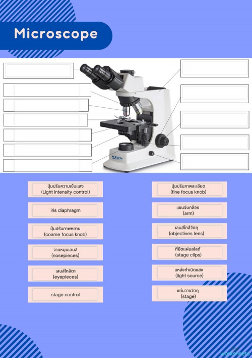 microscope. Interactive worksheet | TopWorksheets