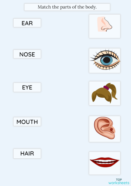 LESSON 1 - BODY PART (HEAD). Interactive worksheet | TopWorksheets