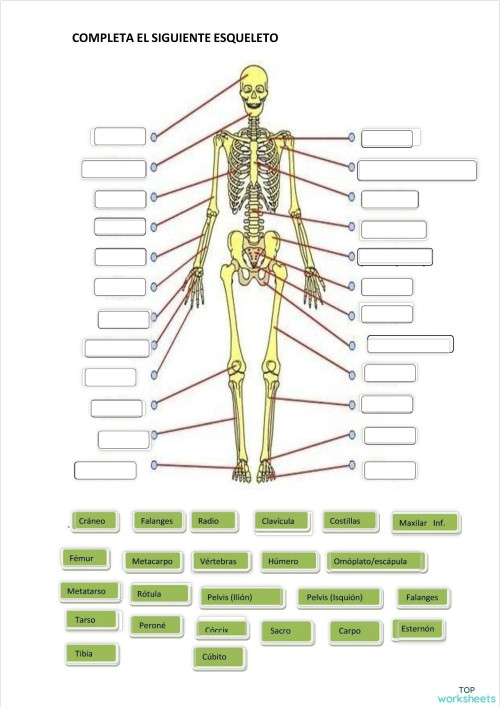 El esqueleto. Ficha interactiva | TopWorksheets