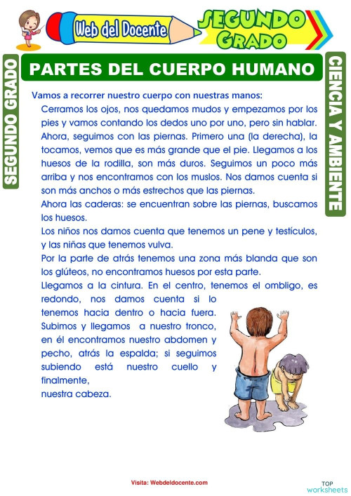 Partes Del Cuerpo Ficha Interactiva Topworksheets