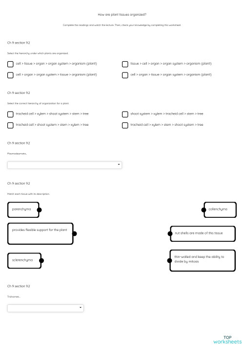 How are plant tissues organized?. Interactive worksheet | TopWorksheets