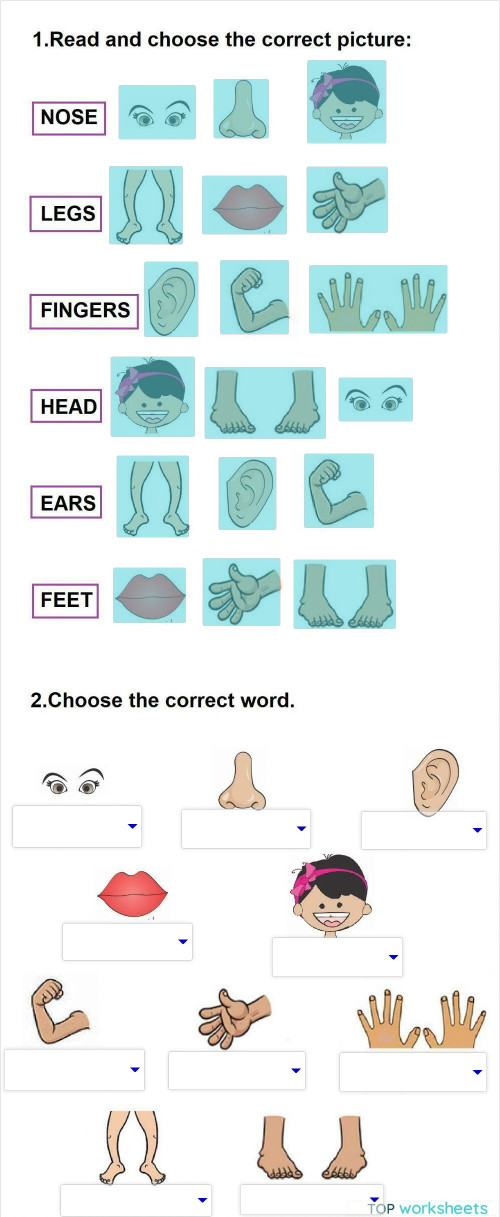En1-unit2-body parts. Interactive worksheet | TopWorksheets