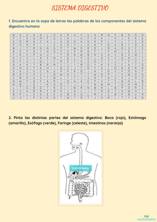 SISTEMA DIGESTIVO. Ficha interactiva | TopWorksheets